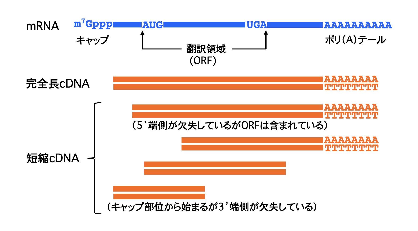 解説 完全長cDNAライブラリー - 加藤誠志のホームページ
