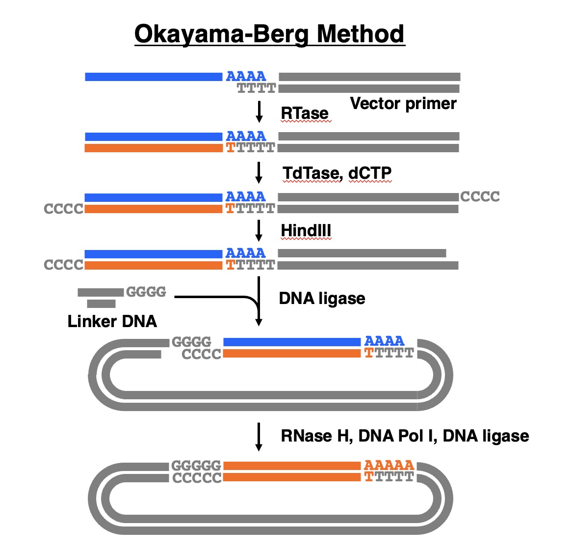 文献紹介 完全長cDNAライブラリー作製法 Okayama-Berg法 - 加藤誠志のホームページ