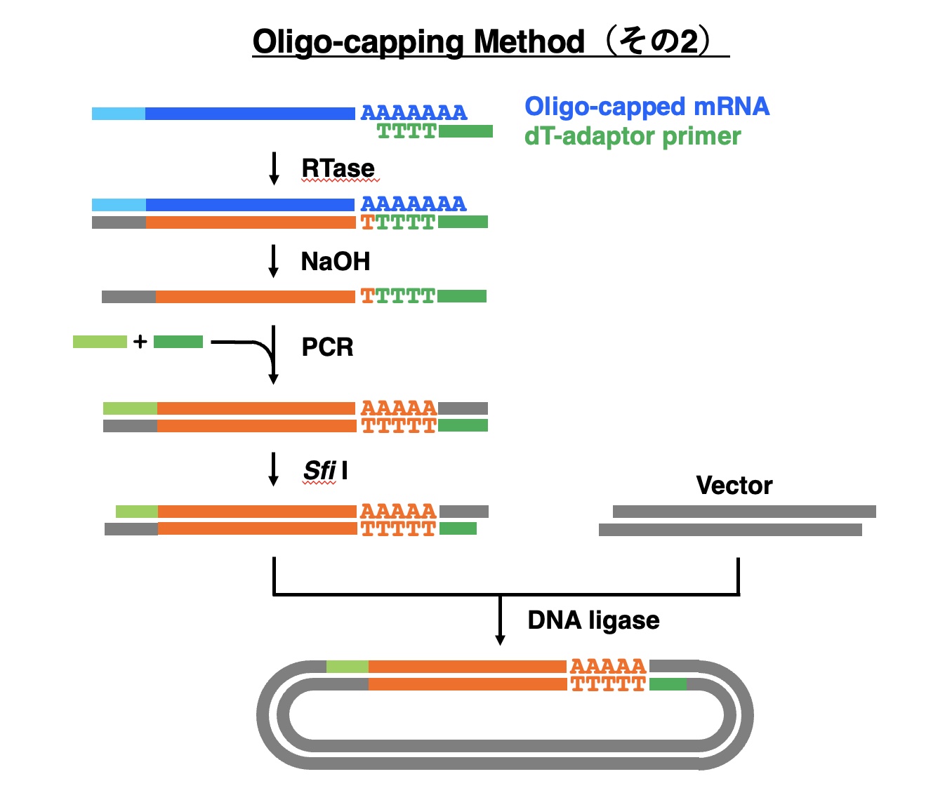 文献紹介 オリゴキャッピング法による完全長cDNAライブラリーの構築 - 加藤誠志のホームページ